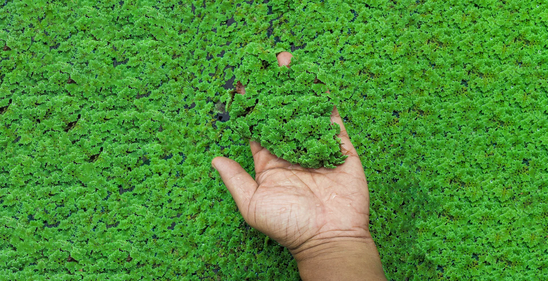 Azolla Teamwork Mangrove